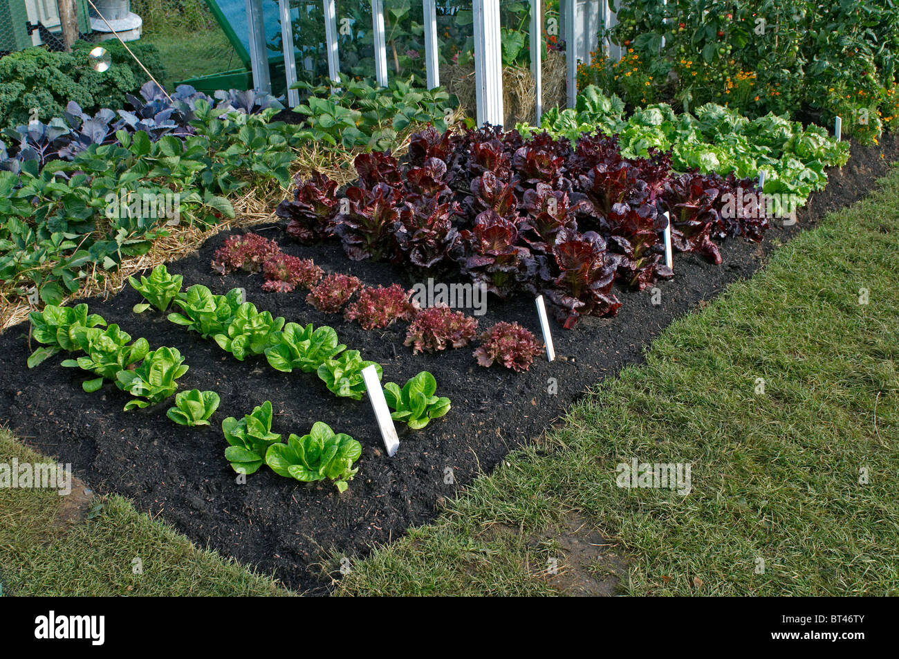 Eine Detailansicht des einen essbaren Garten mit Salat "Kleines Juwel ...