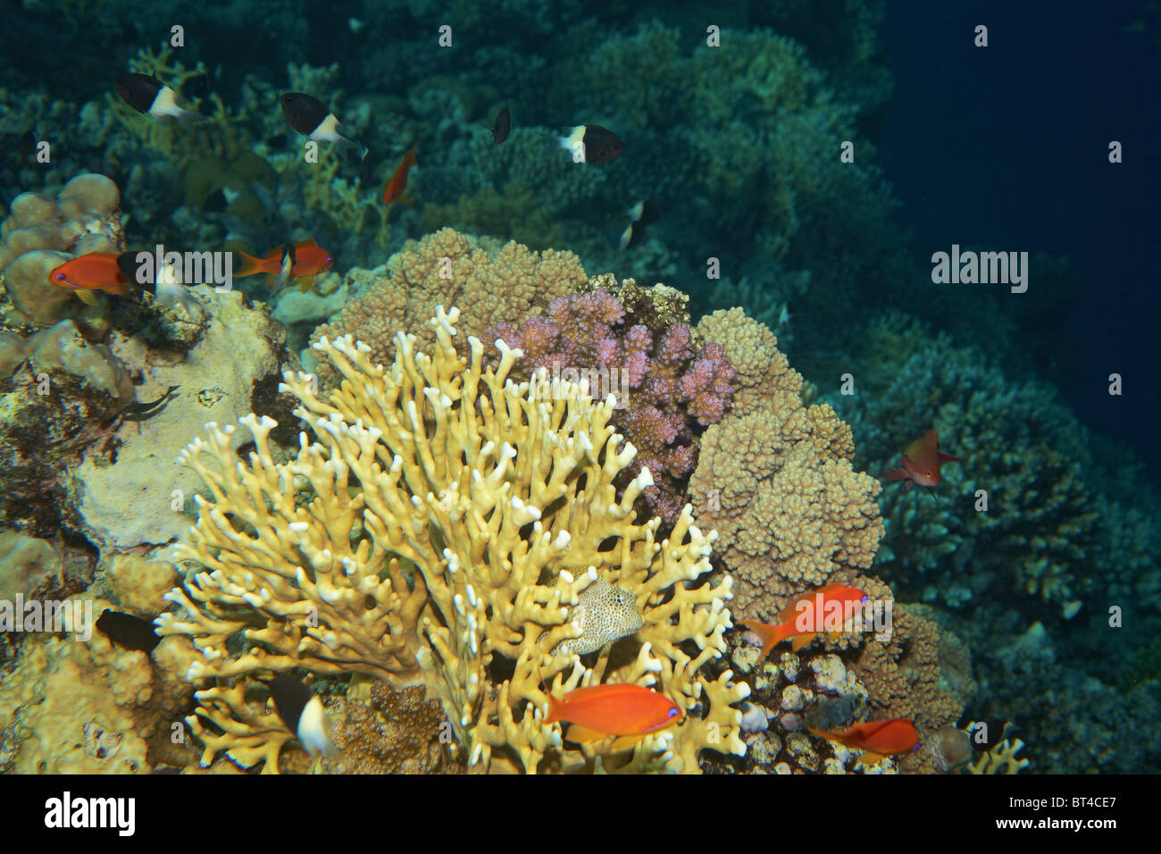 Typische Korallenriff im Roten Meer. Rote Fische Squamipinnis Anthias, Korallen Stockfotografie ...