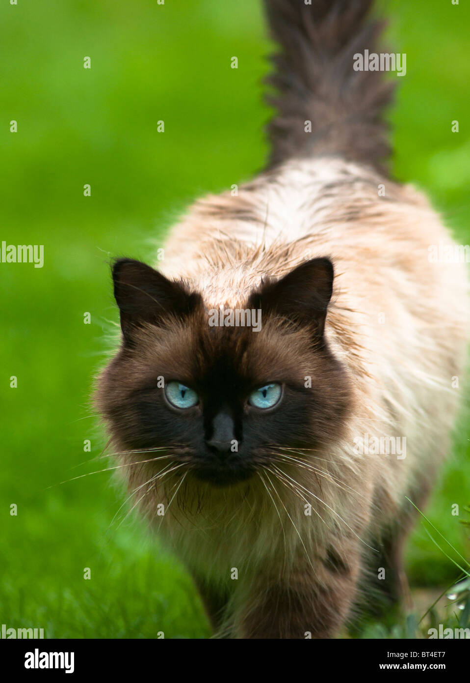 Rag doll cat ragdoll -Fotos und -Bildmaterial in hoher Auflösung – Alamy