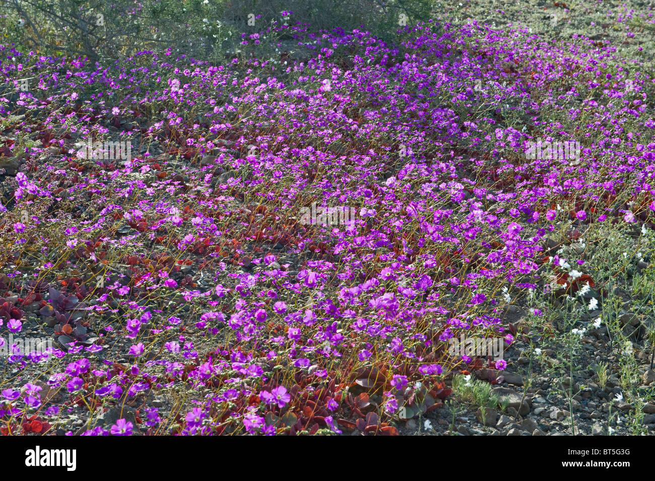 Pata de Guanako (Cistanthe Longiscapa) jährlich in voller Blüte Atacama ...