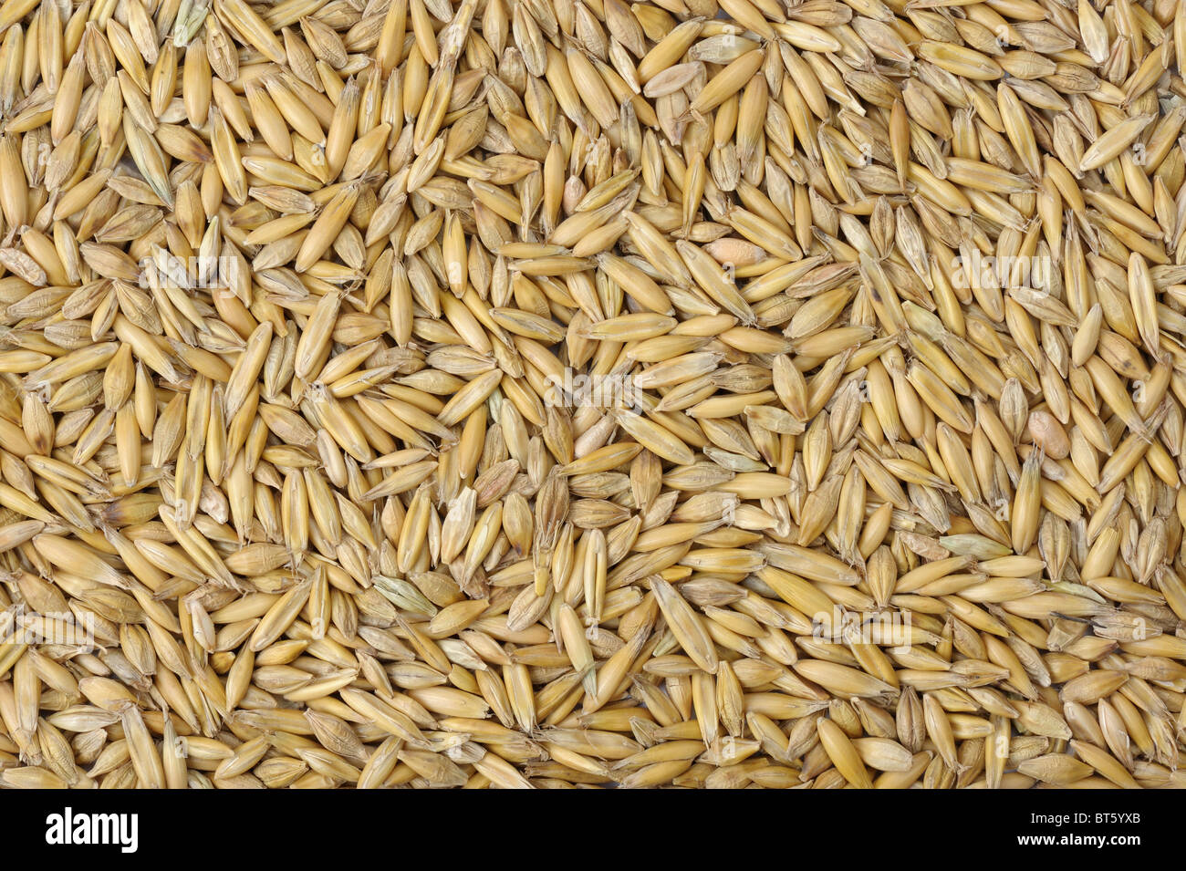 Hafer getreide getreide -Fotos und -Bildmaterial in hoher Auflösung – Alamy