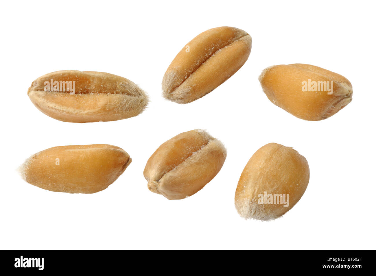 Wheat grains -Fotos und -Bildmaterial in hoher Auflösung – Alamy