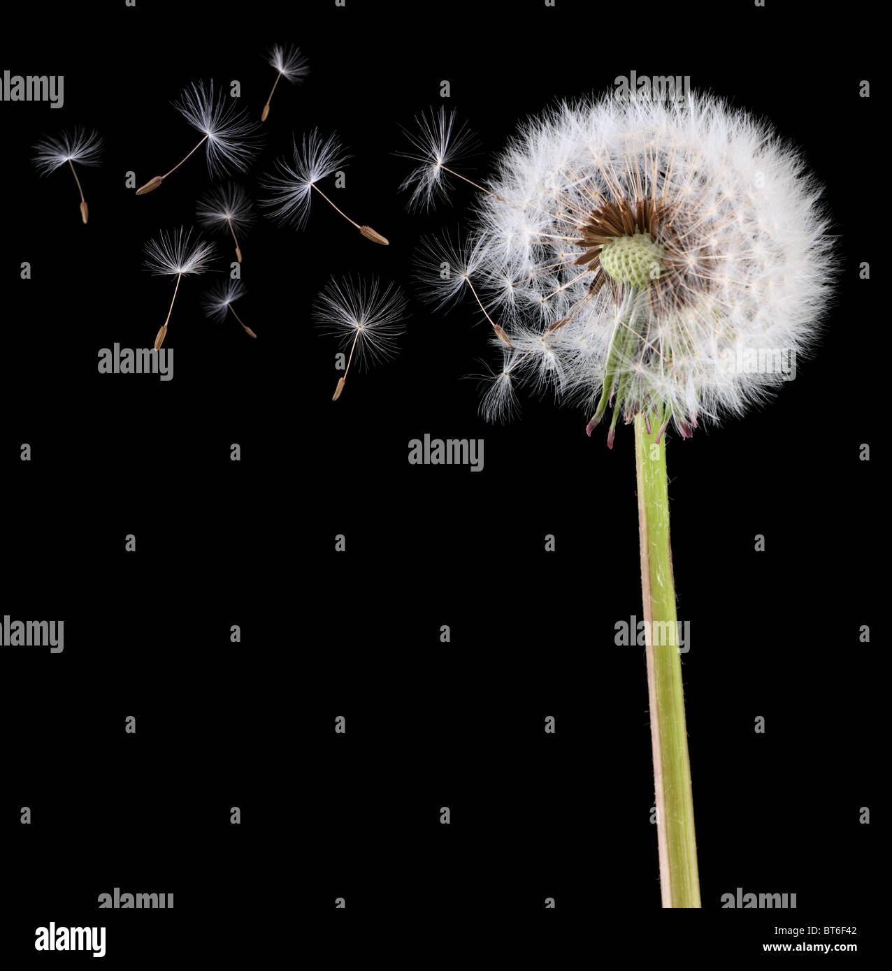 Puste Blume Wind Stockfotos und -bilder Kaufen - Alamy