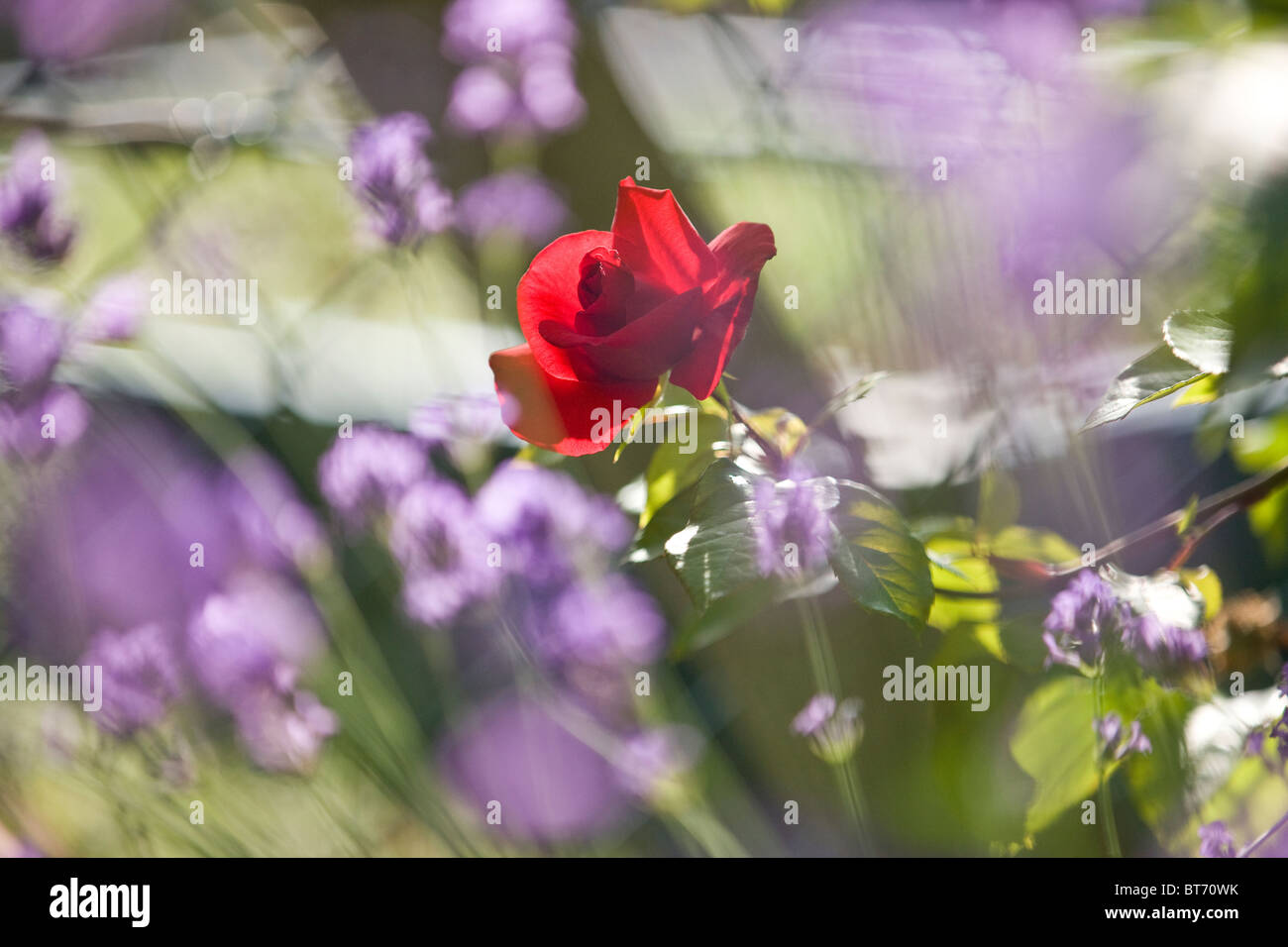 Eine Einzelne Rose Stockfotos und -bilder Kaufen - Alamy