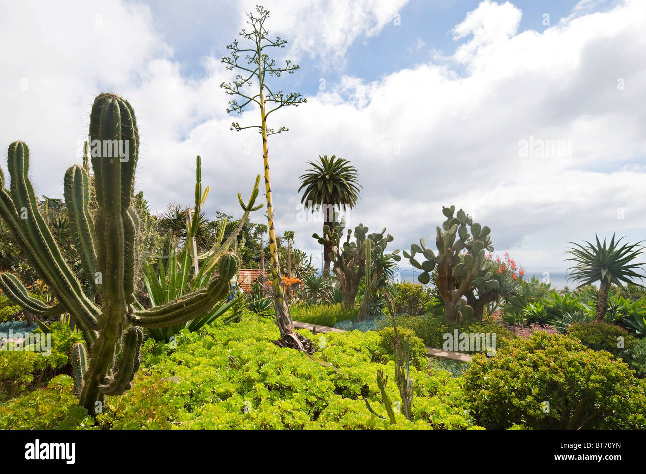 Jardim Botanico, Botanischer Garten, Funchal, Madeira, Portugal ...