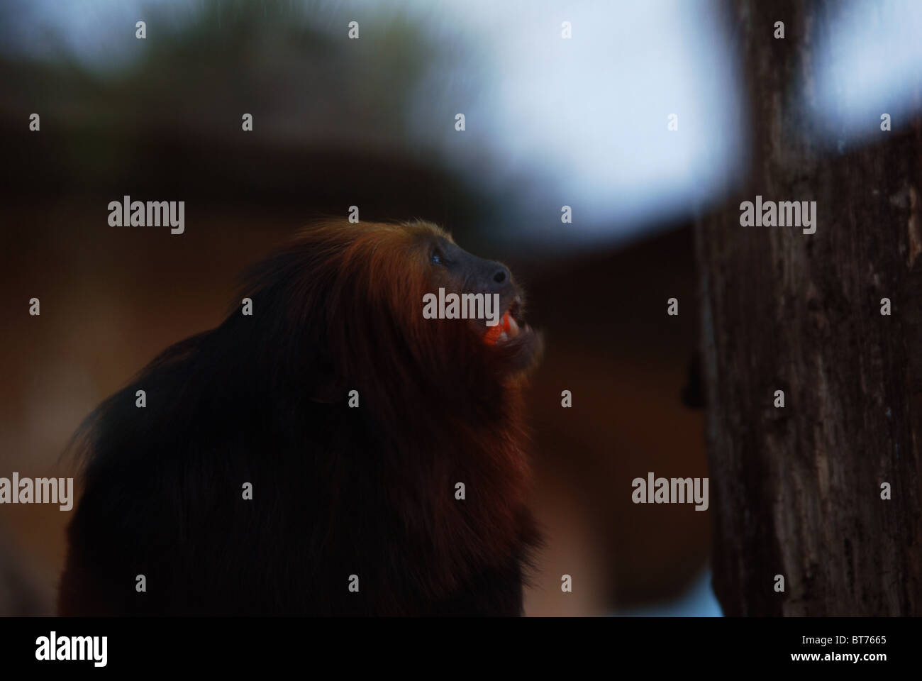 Feng Chen Feng - Alternative Tube Map-Projekt. Finanziert von der John ...