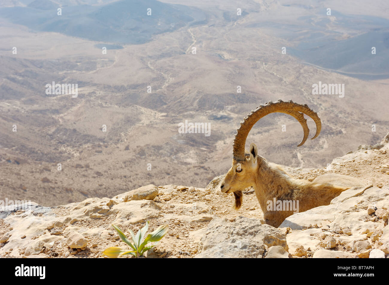 Steinbock bergziege -Fotos und -Bildmaterial in hoher Auflösung - Seite ...