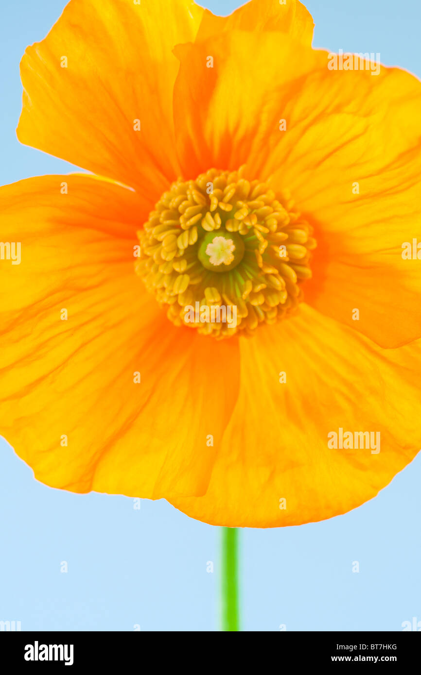 Blaue Mohn Nahaufnahme Stockfotos und -bilder Kaufen - Alamy
