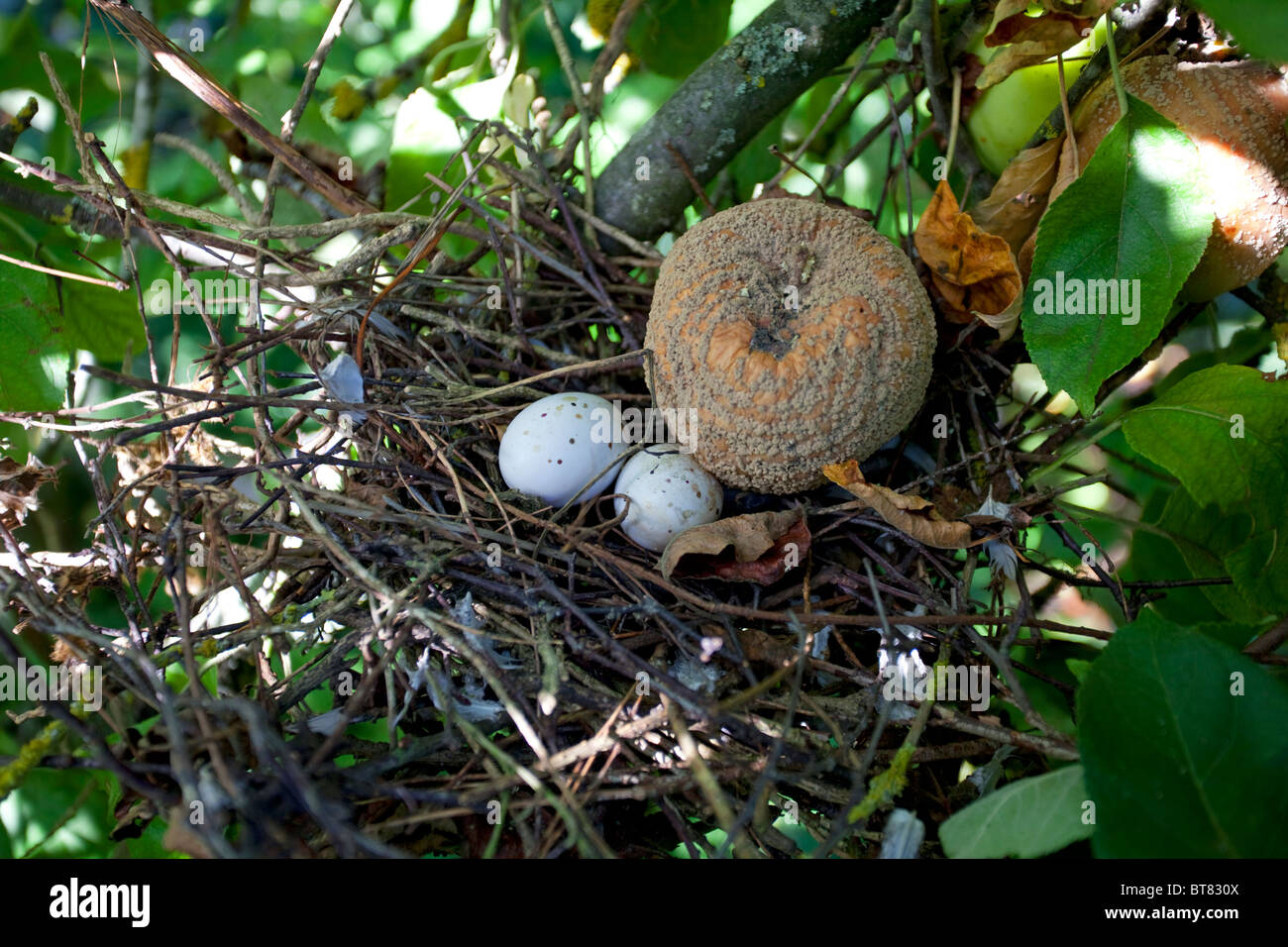 Faulen eiern -Fotos und -Bildmaterial in hoher Auflösung – Alamy