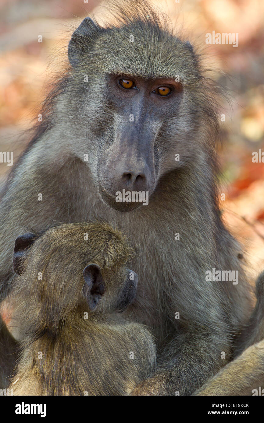 Junger pavian und elternteil -Fotos und -Bildmaterial in hoher ...