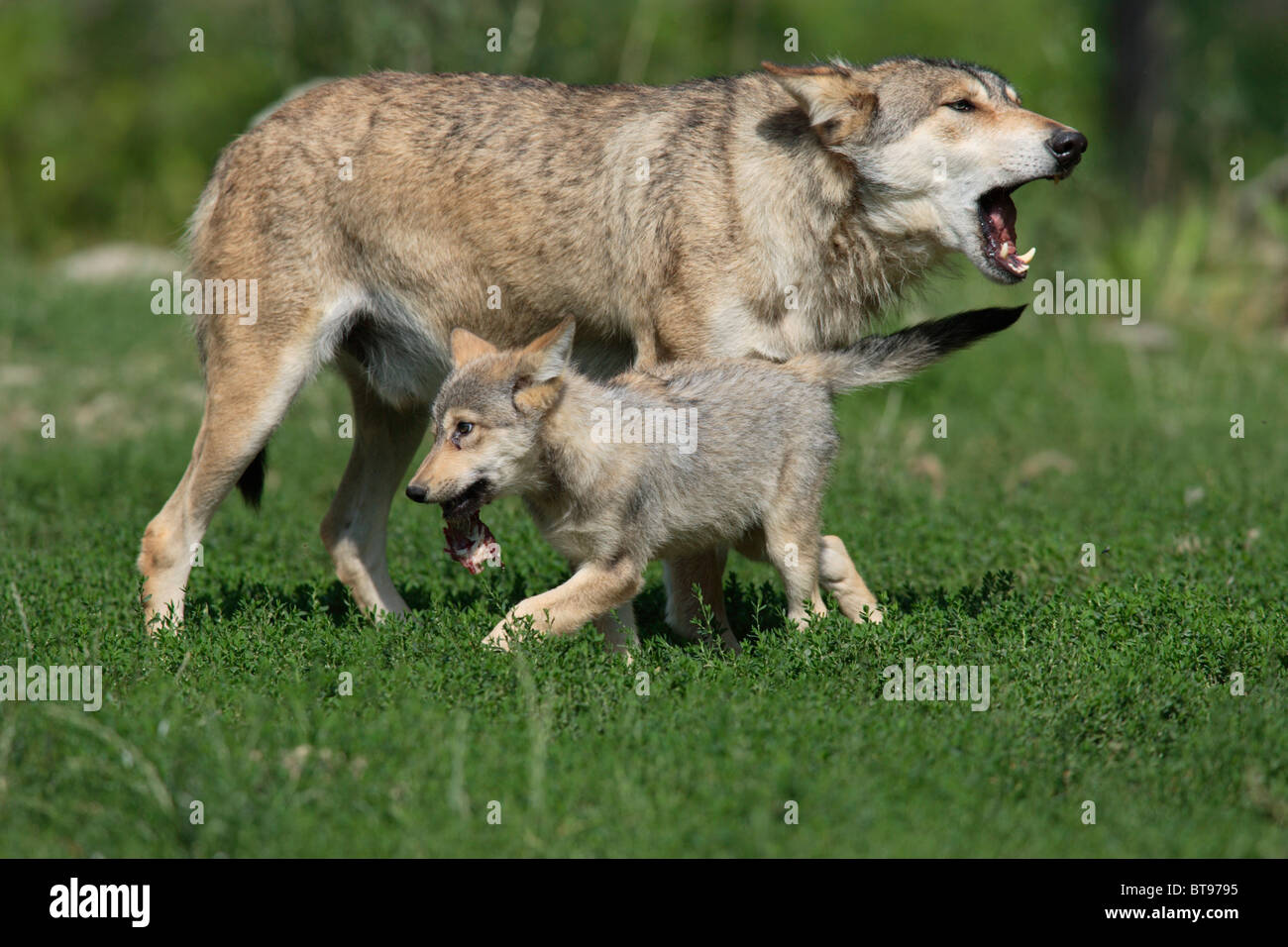 Wolf pups eating -Fotos und -Bildmaterial in hoher Auflösung – Alamy