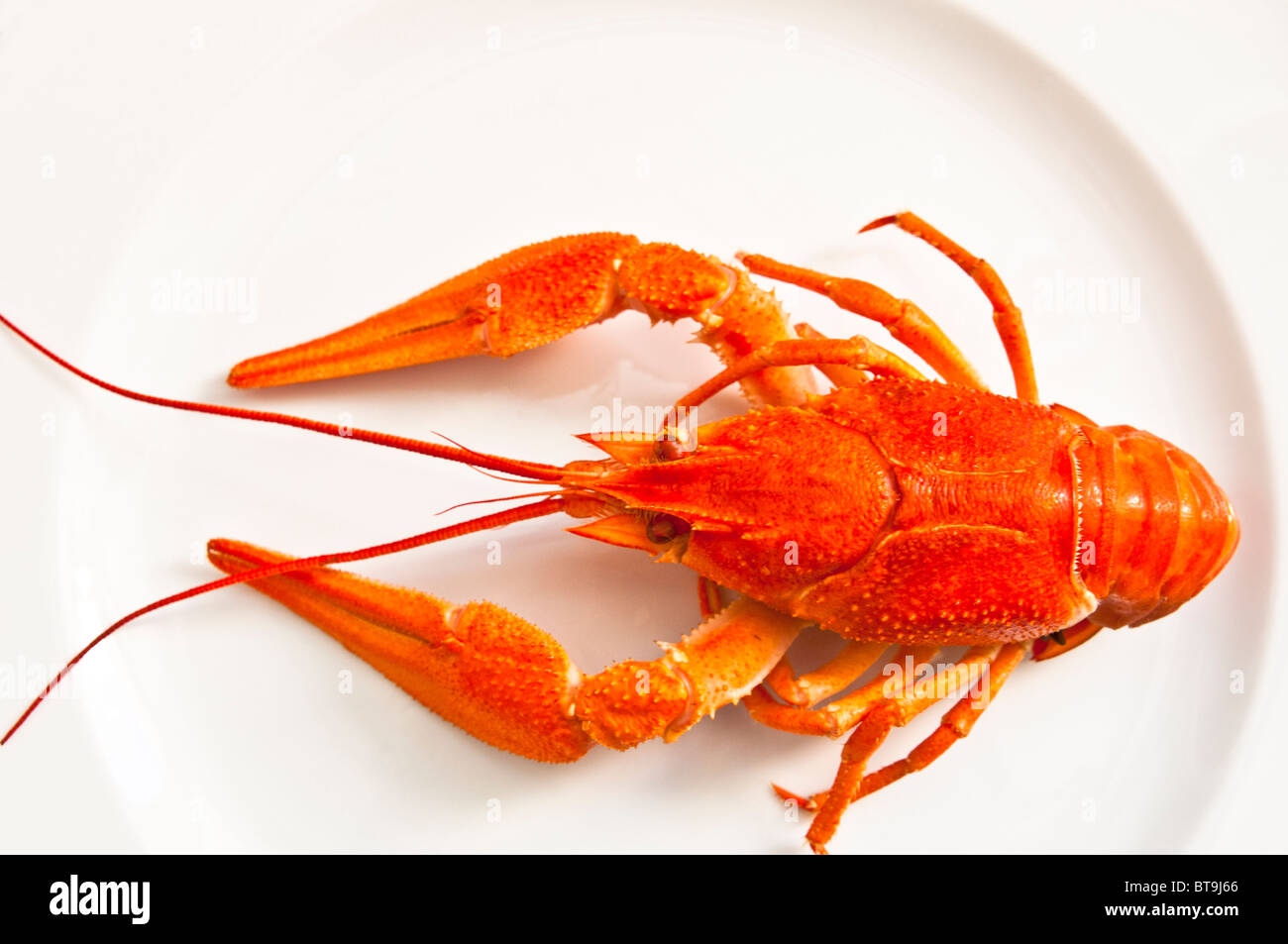 European freshwater crayfish -Fotos und -Bildmaterial in hoher ...