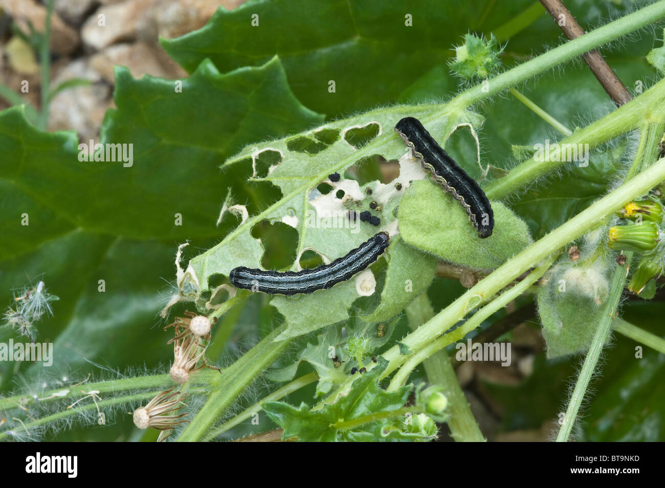 Loasa elongata ortiga plant -Fotos und -Bildmaterial in hoher Auflösung ...