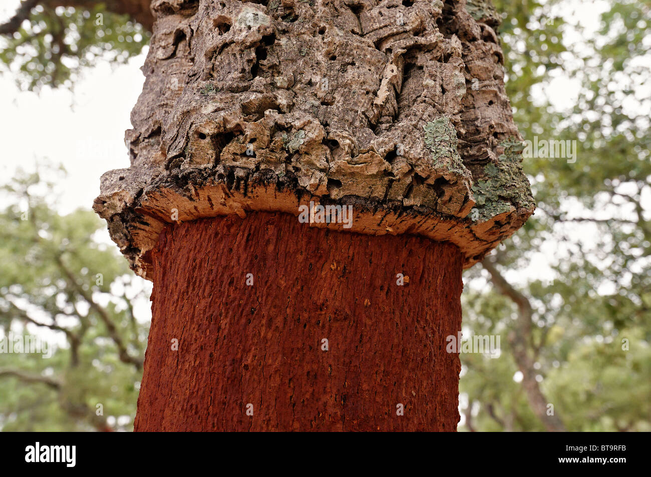 Kork Baum Stockfotos und -bilder Kaufen - Alamy