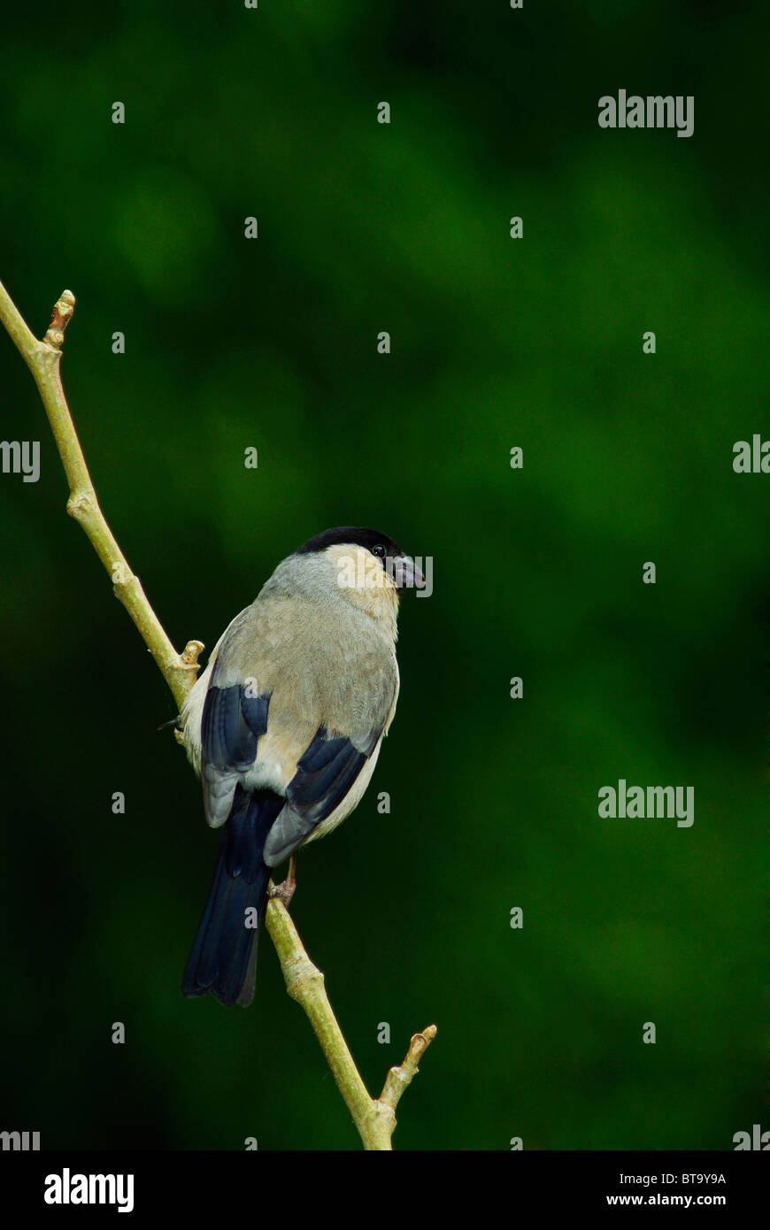 Gimpel vogel -Fotos und -Bildmaterial in hoher Auflösung – Alamy