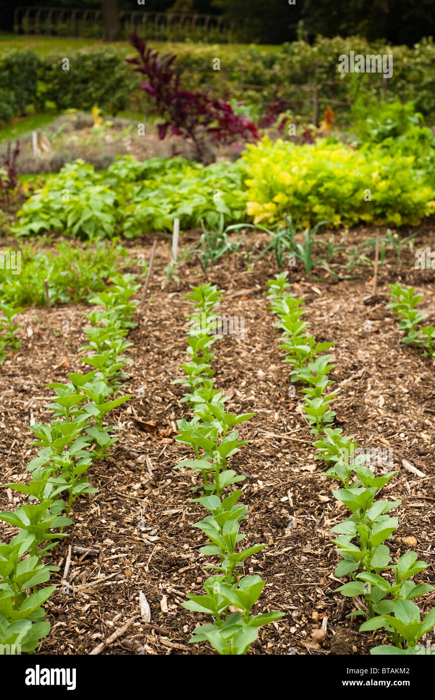 Field beans -Fotos und -Bildmaterial in hoher Auflösung – Alamy