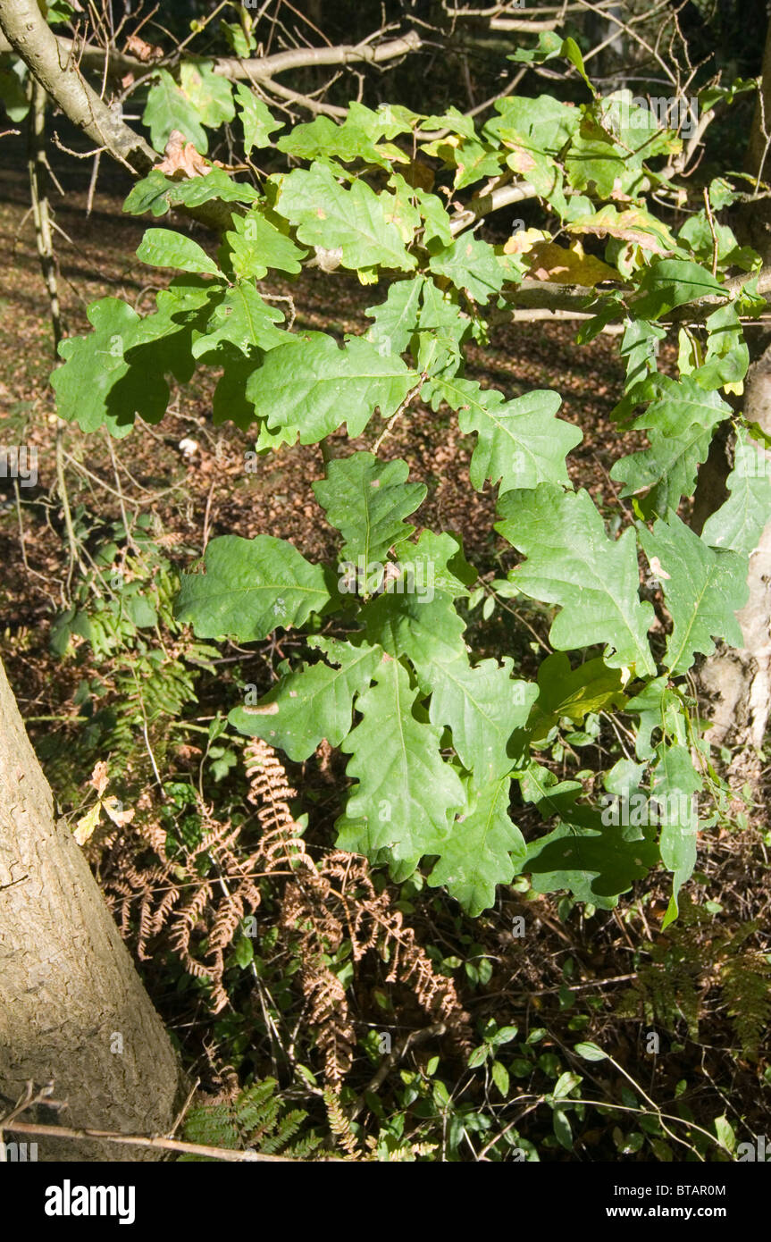 Eichenlaub Blatt Eichen Bäume Baum Laub Holz Wald Wald Englisch uk ...
