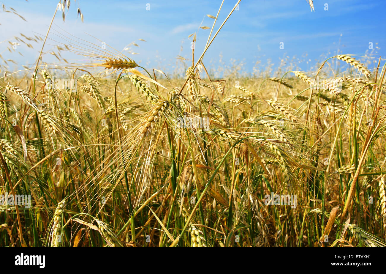 Reife haferernte -Fotos und -Bildmaterial in hoher Auflösung – Alamy