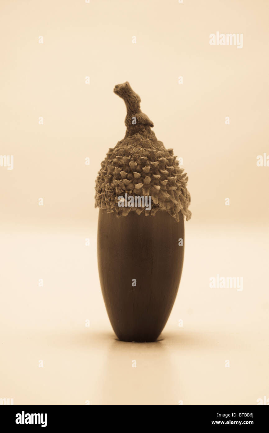 Eichel Logo Stockfotos und -bilder Kaufen - Alamy