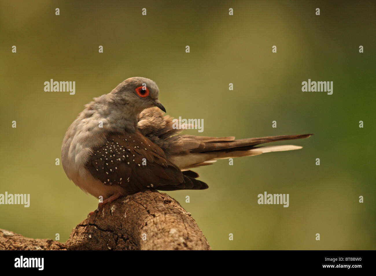 Diamond pigeon -Fotos und -Bildmaterial in hoher Auflösung – Alamy