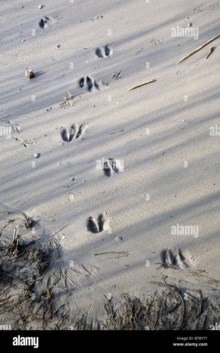 Spuren reh -Fotos und -Bildmaterial in hoher Auflösung – Alamy