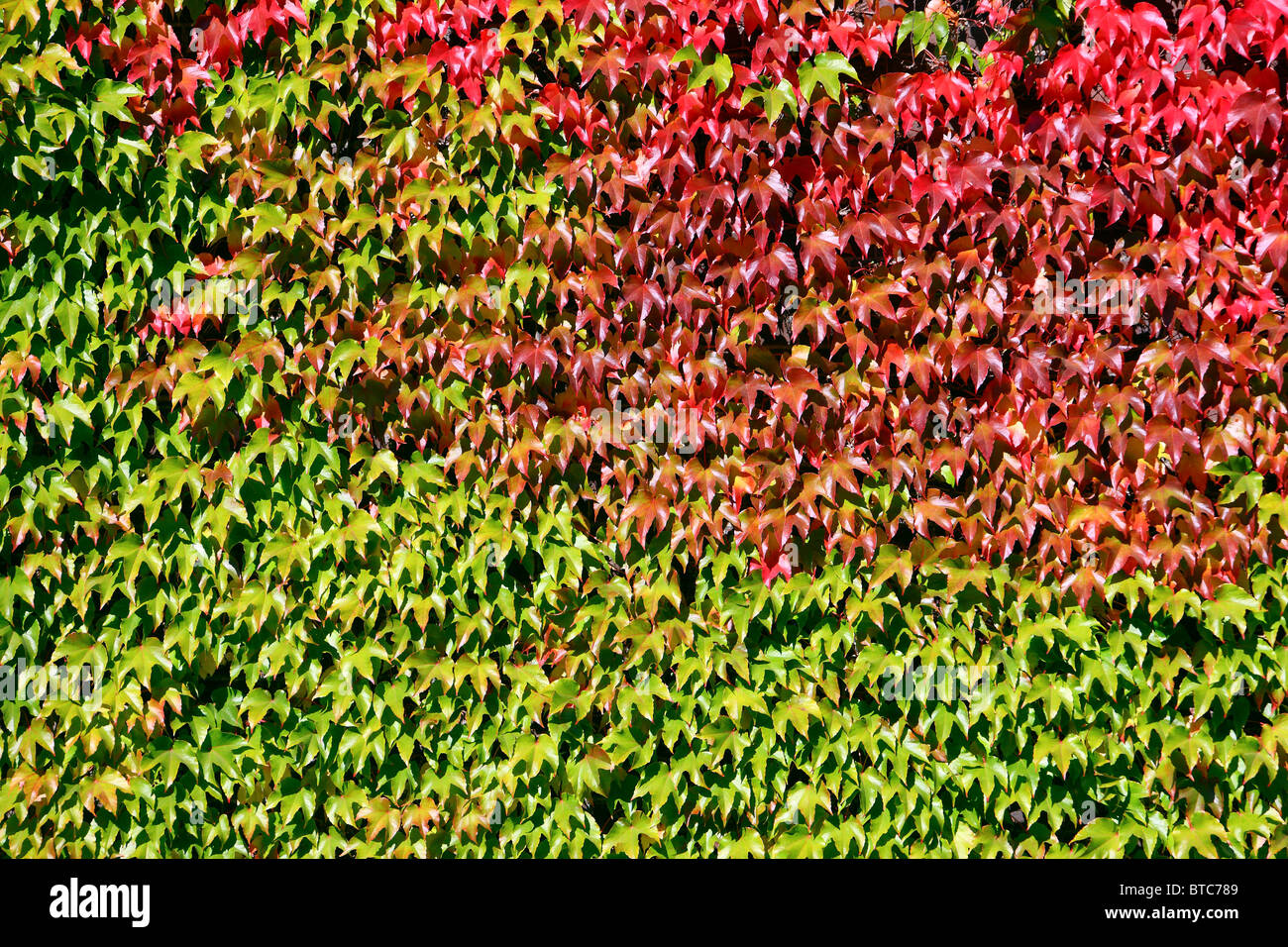 Efeubewachsene fassade -Fotos und -Bildmaterial in hoher Auflösung – Alamy