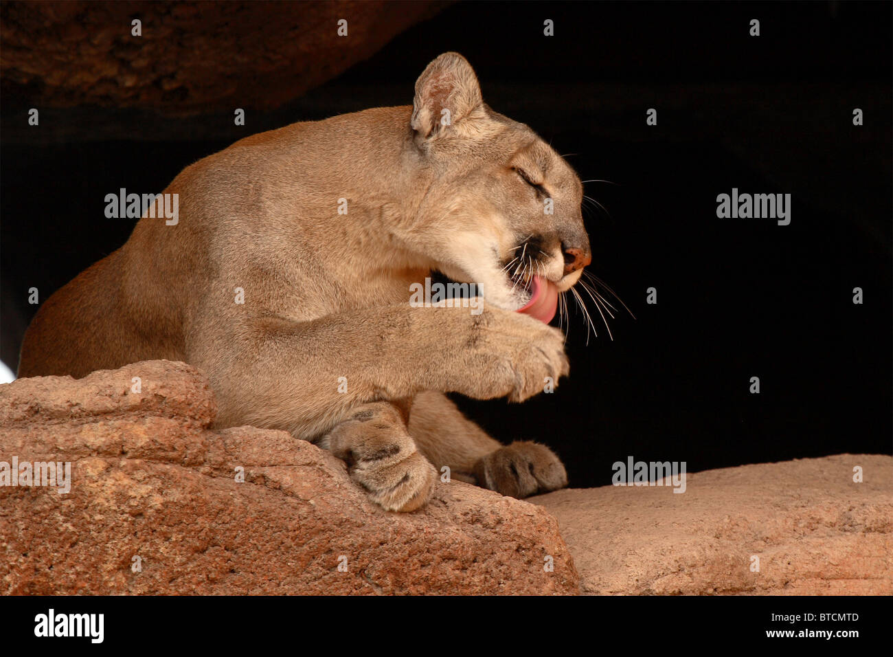 Tierwelt Puma Katze Stockfotos und -bilder Kaufen - Alamy