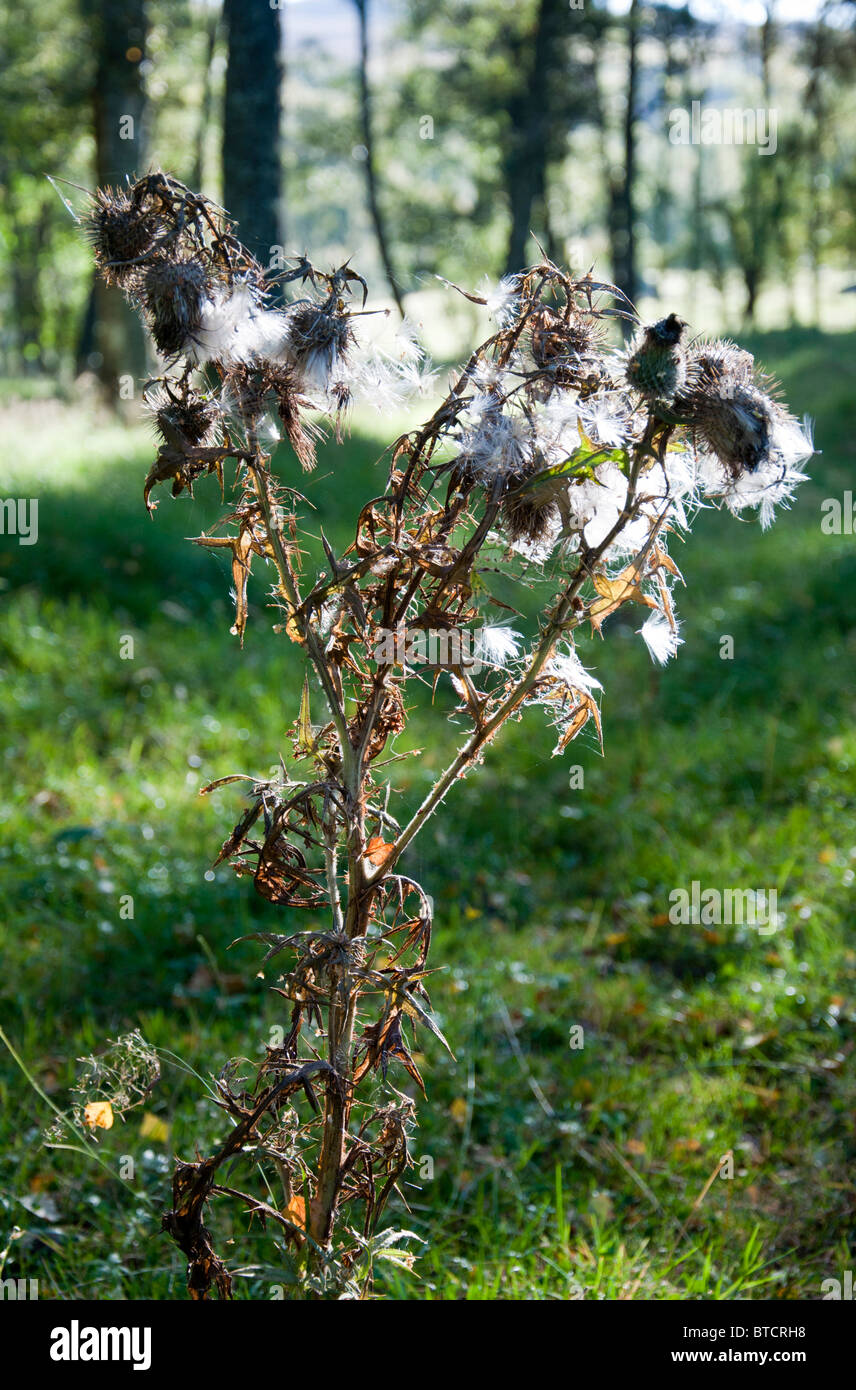 Symbol scottish thistle -Fotos und -Bildmaterial in hoher Auflösung – Alamy