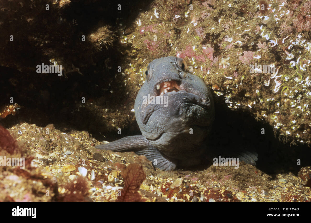 Ozean fische -Fotos und -Bildmaterial in hoher Auflösung – Alamy