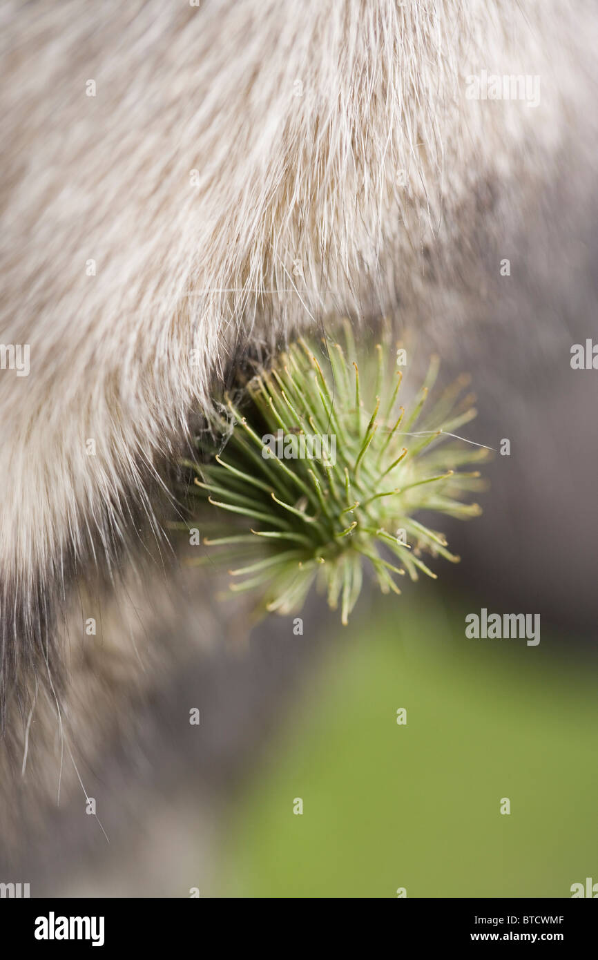 Hunde flankieren -Fotos und -Bildmaterial in hoher Auflösung – Alamy