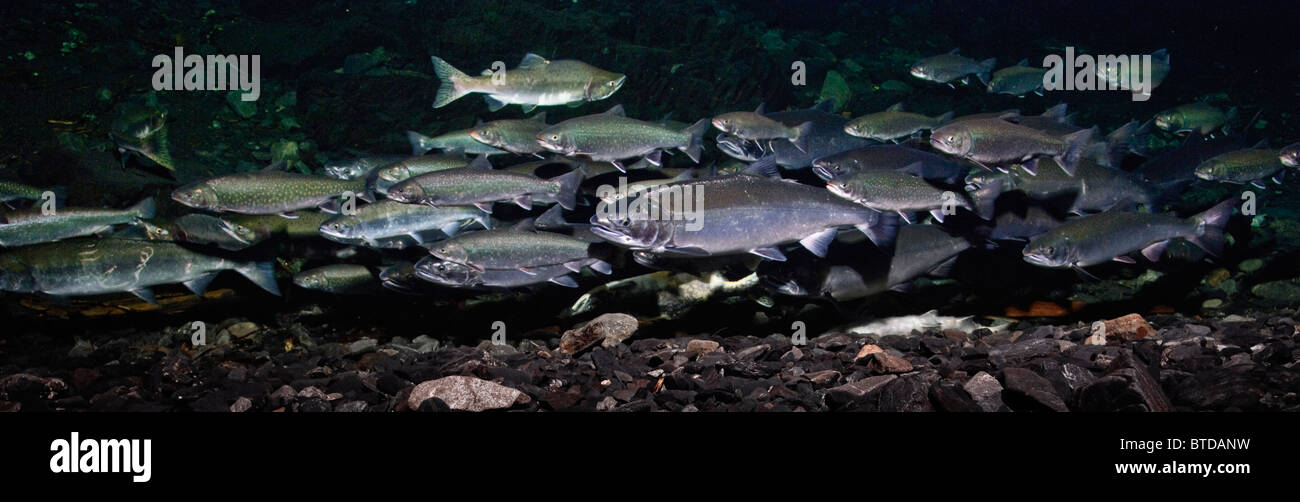 Dolly Varden char mit rosa Lachs und Lachs Coho Schulausbildung in ...