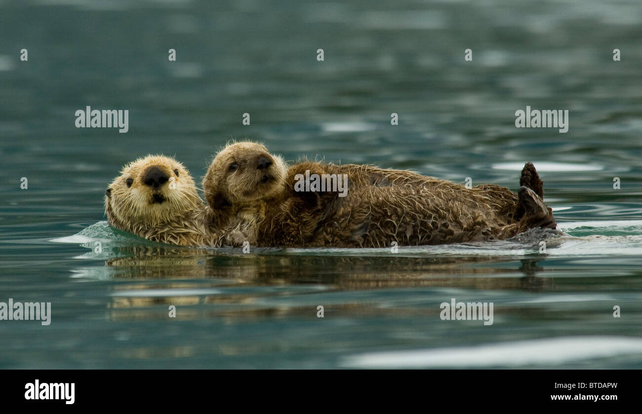 Sea Otter schwimmende mit Welpen in Orca Inlet aus Prinz-William-Sund ...