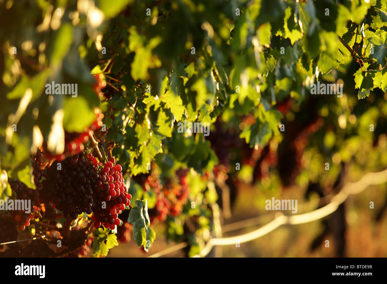 Wein Aus Roten Trauben Stockfotos und -bilder Kaufen - Alamy