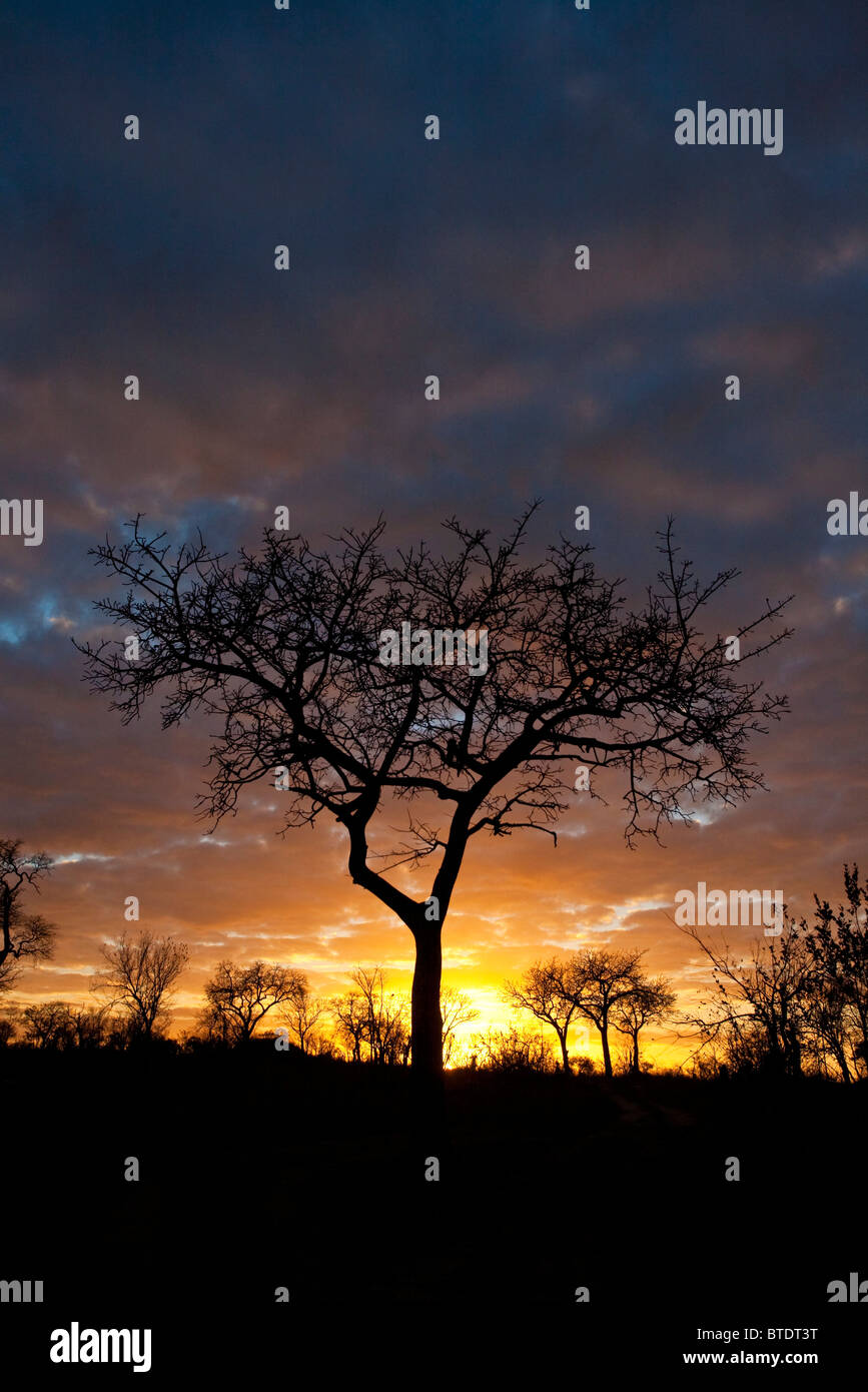 Launisch Bushveld Sonnenaufgang mit Marula Baum silhouette ...
