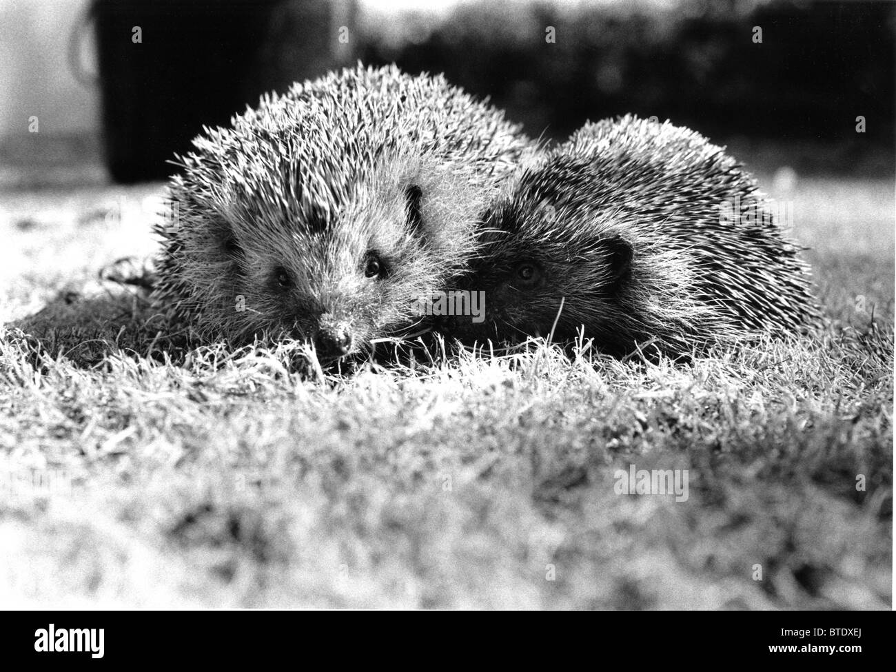 Stachelig der igel Schwarzweiß-Stockfotos und -bilder - Alamy