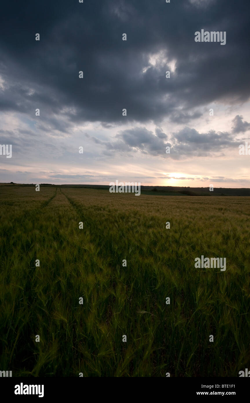 Gerstenfeld mit a -Fotos und -Bildmaterial in hoher Auflösung – Alamy