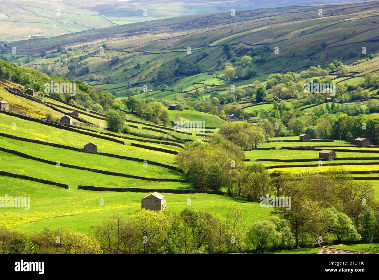 Swaledale sheep -Fotos und -Bildmaterial in hoher Auflösung – Alamy