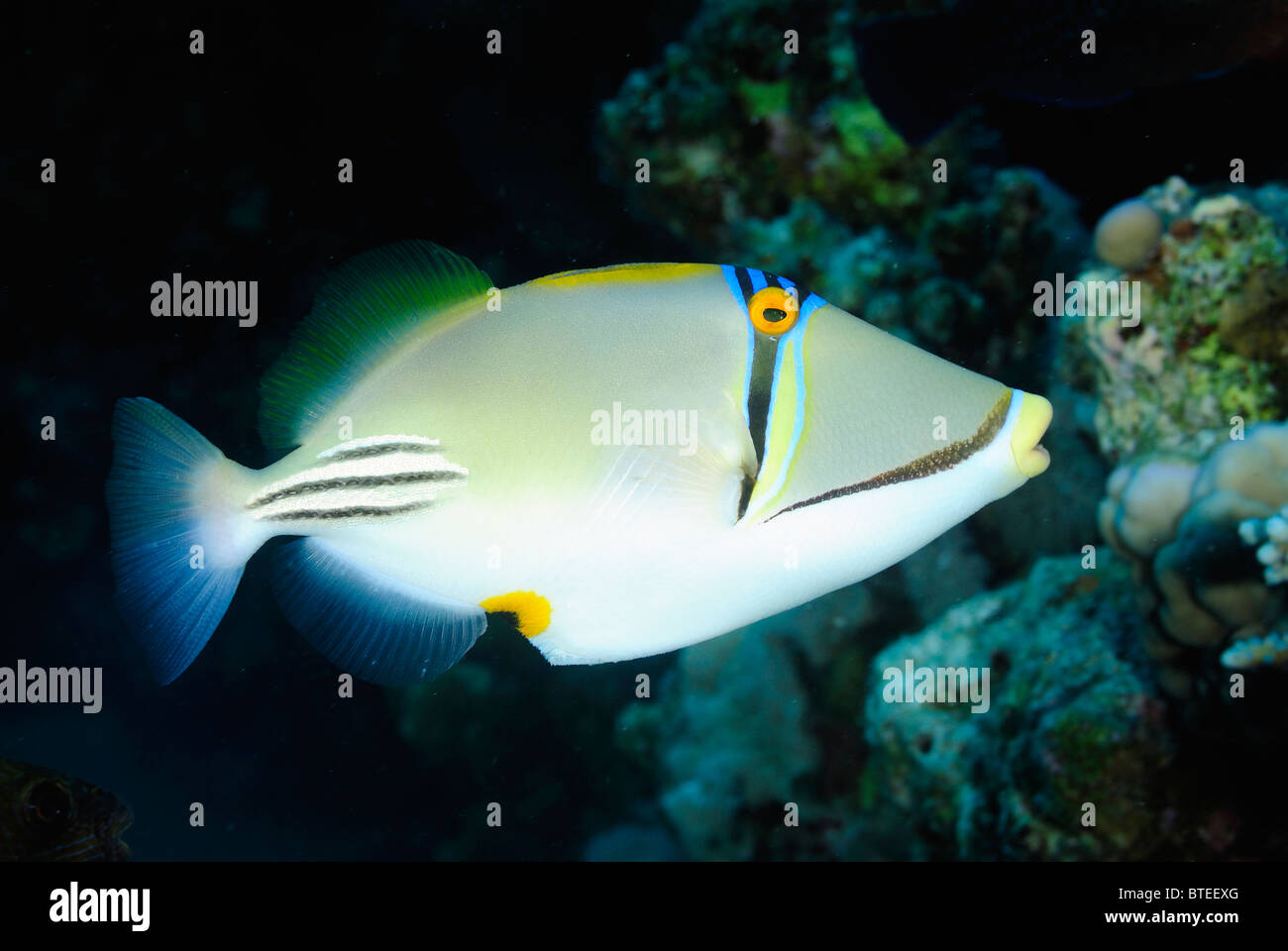 Picasso fisch -Fotos und -Bildmaterial in hoher Auflösung – Alamy