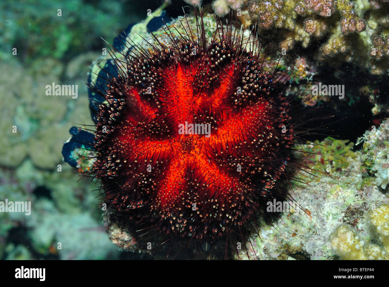 Leder seeigel -Fotos und -Bildmaterial in hoher Auflösung – Alamy