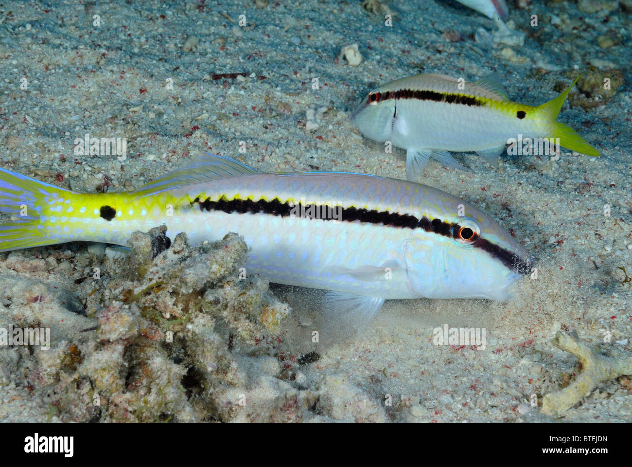 Punkt und strich -Fotos und -Bildmaterial in hoher Auflösung – Alamy