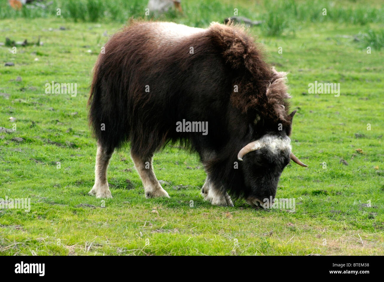 Arktischer moschusochse -Fotos und -Bildmaterial in hoher Auflösung – Alamy