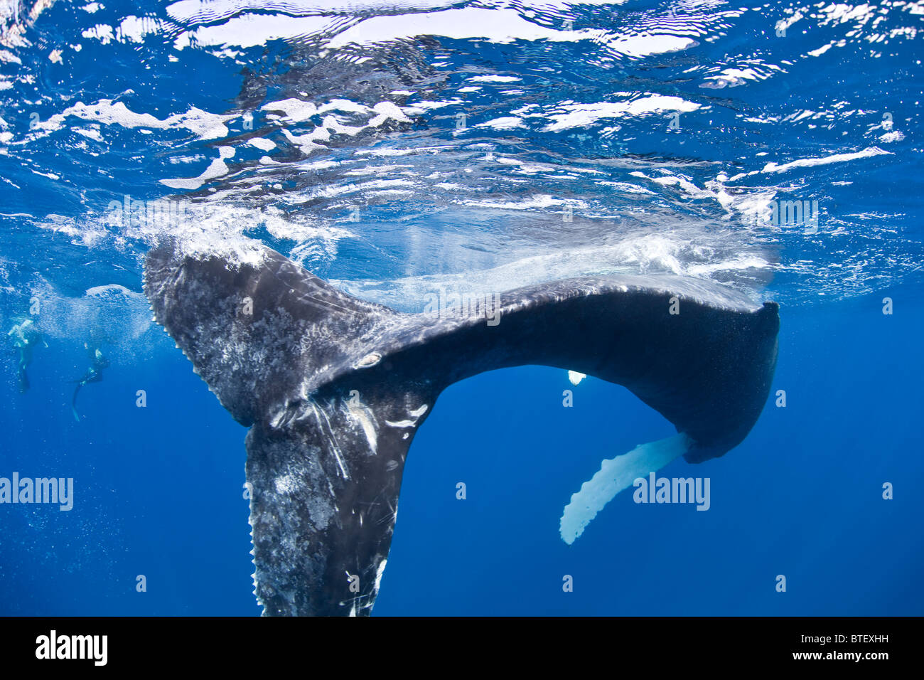 Whale calf -Fotos und -Bildmaterial in hoher Auflösung – Alamy