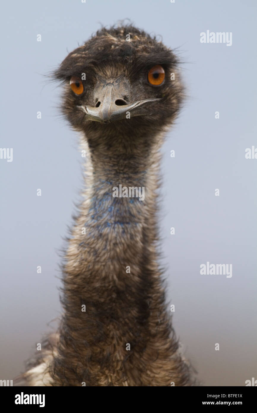 Emu kopf hautnah Stockfotos und -bilder Kaufen - Alamy