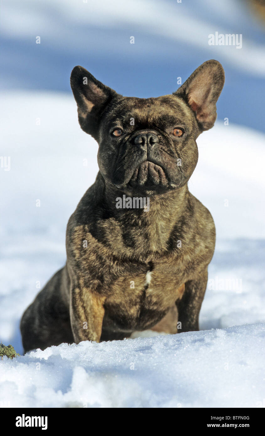 Schne Franzsische Bulldogge Figur Fotos