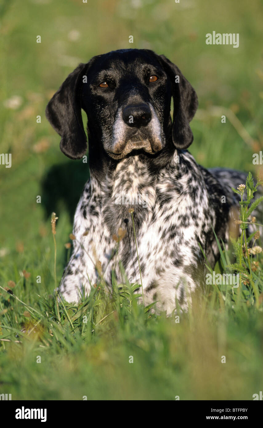 Kurzhaar-deutscher Vorstehhund (Canis Lupus Familiaris). Männchen auf ...