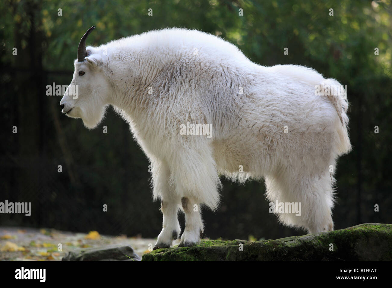 Die bergziege -Fotos und -Bildmaterial in hoher Auflösung – Alamy