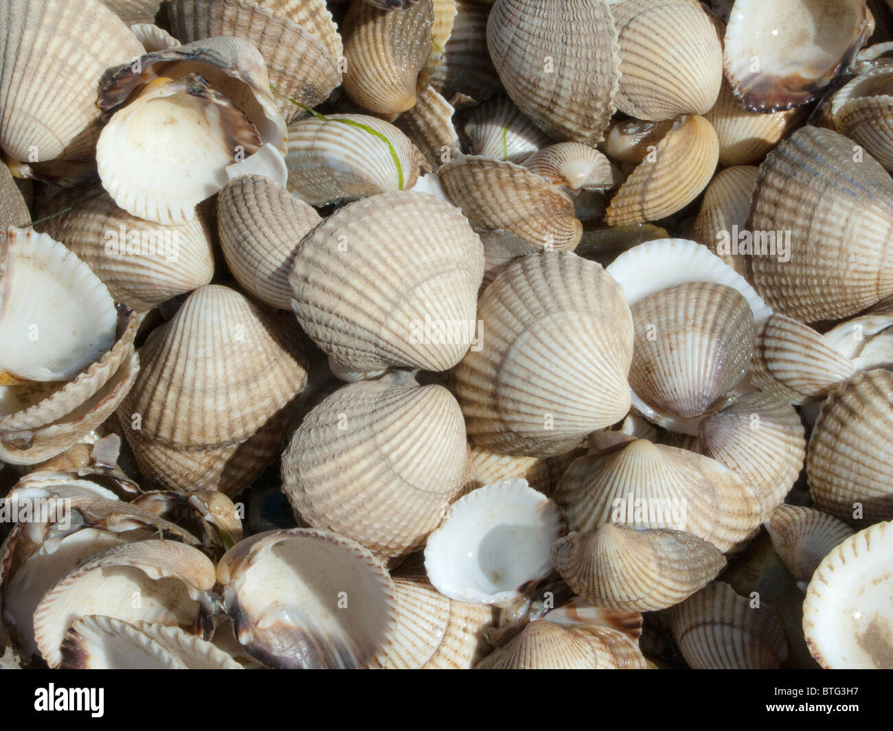Herzmuschelschalen am strand -Fotos und -Bildmaterial in hoher ...