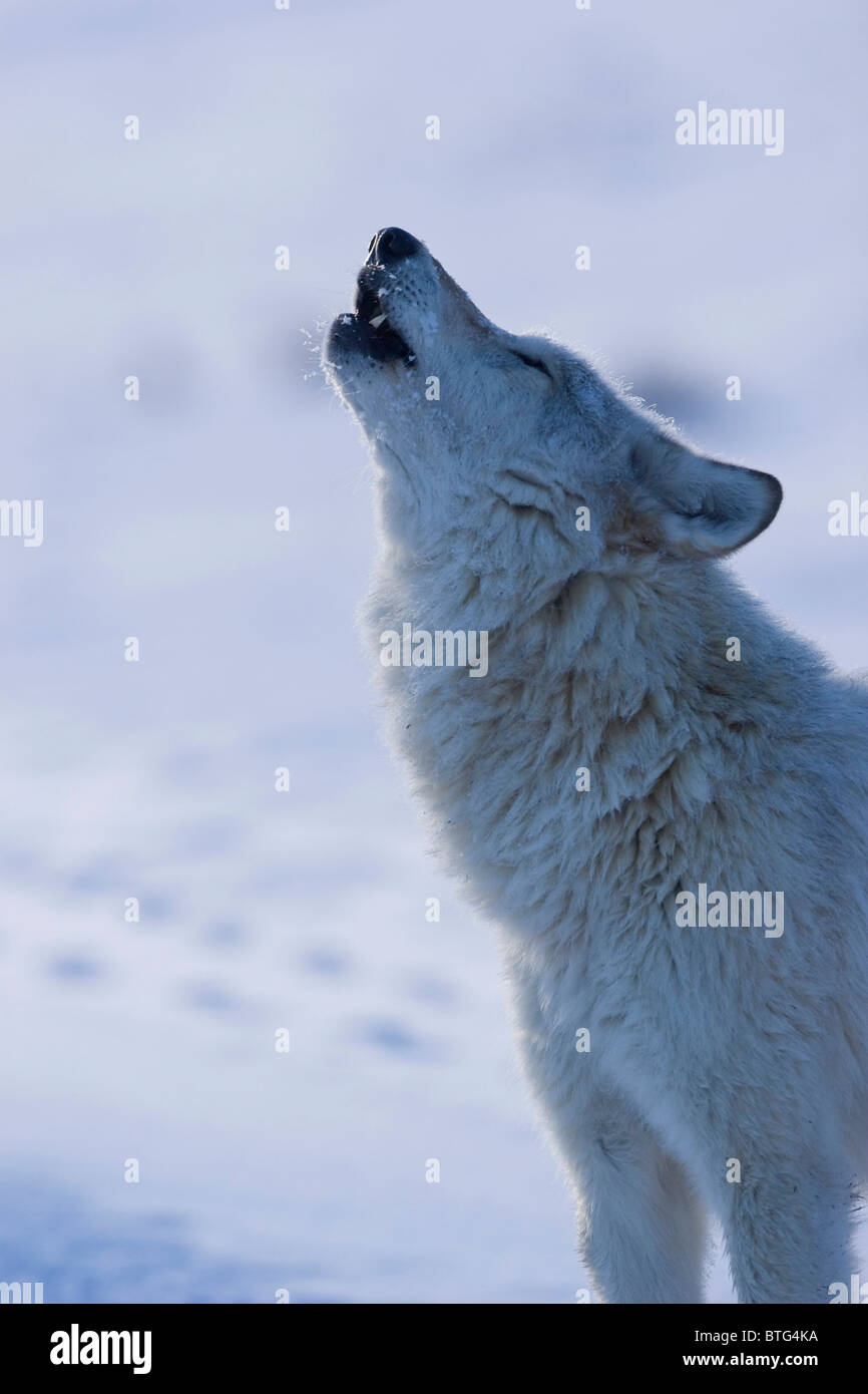 Wilder Gray Wolf Howling-eine wirklich wilde (non-Captive) Wolf Foto ...