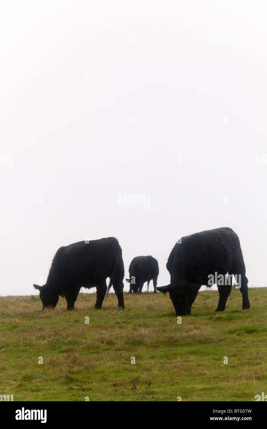 Angus cattle -Fotos und -Bildmaterial in hoher Auflösung – Alamy