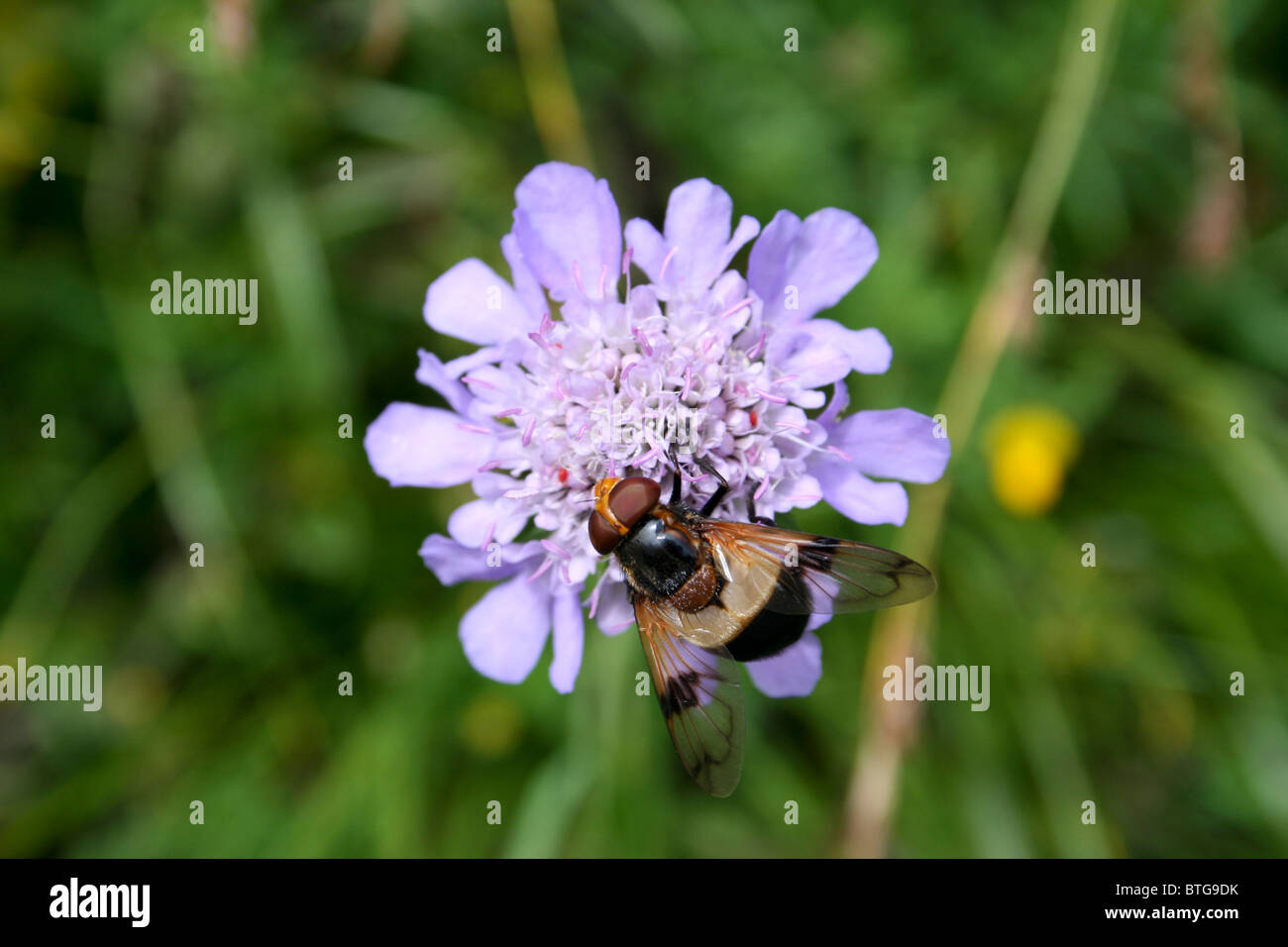 Feld Witwenblume (Knautia Arvensis) mit Biene in der Schweiz ...